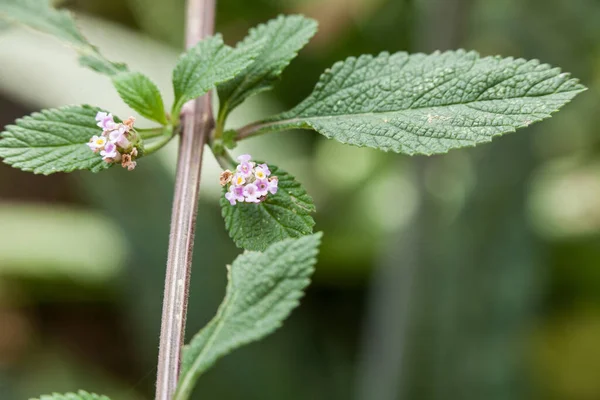 Lippia alba fotos de stock, imágenes de Lippia alba sin royalties ...