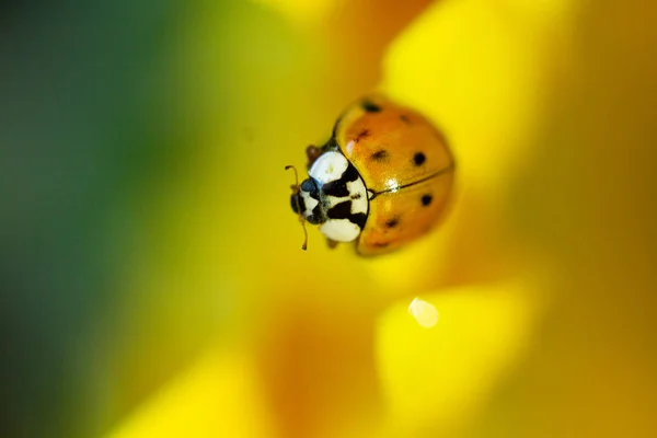 Yellow ladybug Stock Photos, Royalty Free Yellow ladybug Images ...