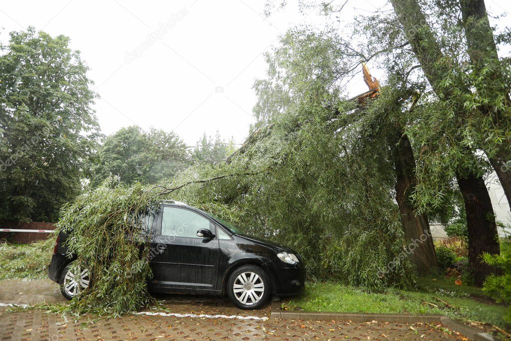 Un árbol cayó sobre el coche debido al fuerte viento. Vehículo roto ...