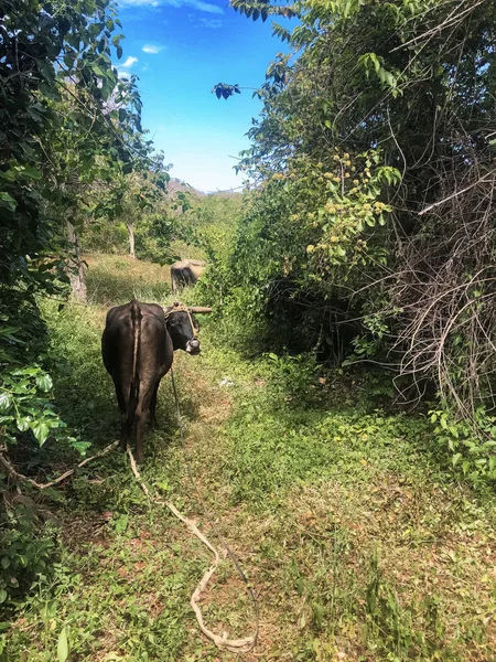 Cattle path Stock Photos, Royalty Free Cattle path Images | Depositphotos