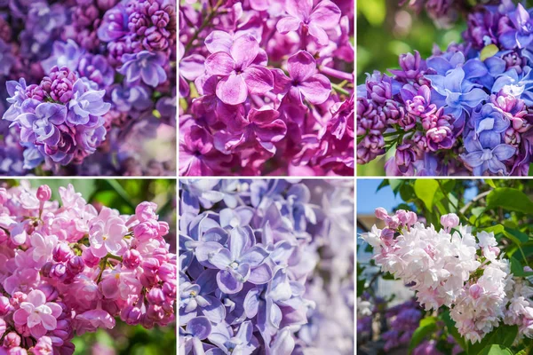 Lilac moodboard flowers Stock Photos, Royalty Free Lilac moodboard ...
