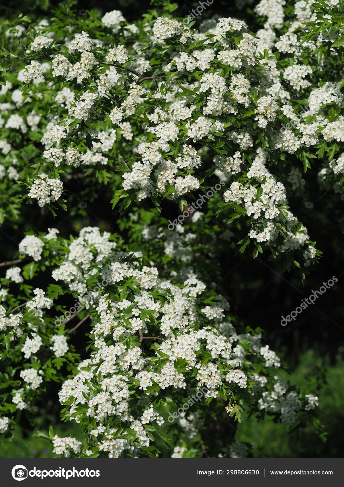 A Hawthorne tree in full bloom. Natural blooming background Stock Photo ...