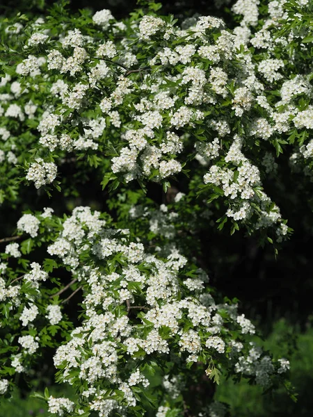 Hawthorne tree Stock Photos, Royalty Free Hawthorne tree Images ...