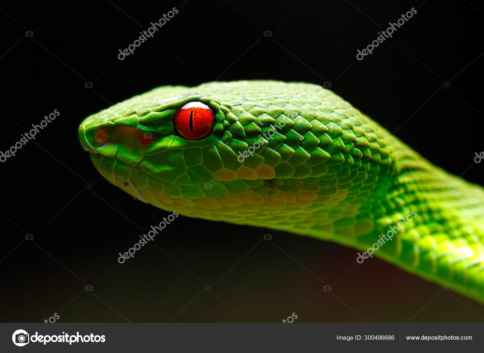 Pit Viper Snake Head