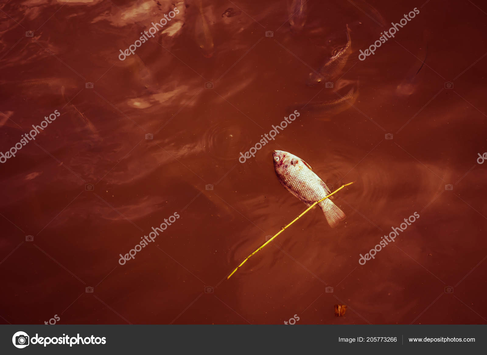 Water Pollution Effects On Fish