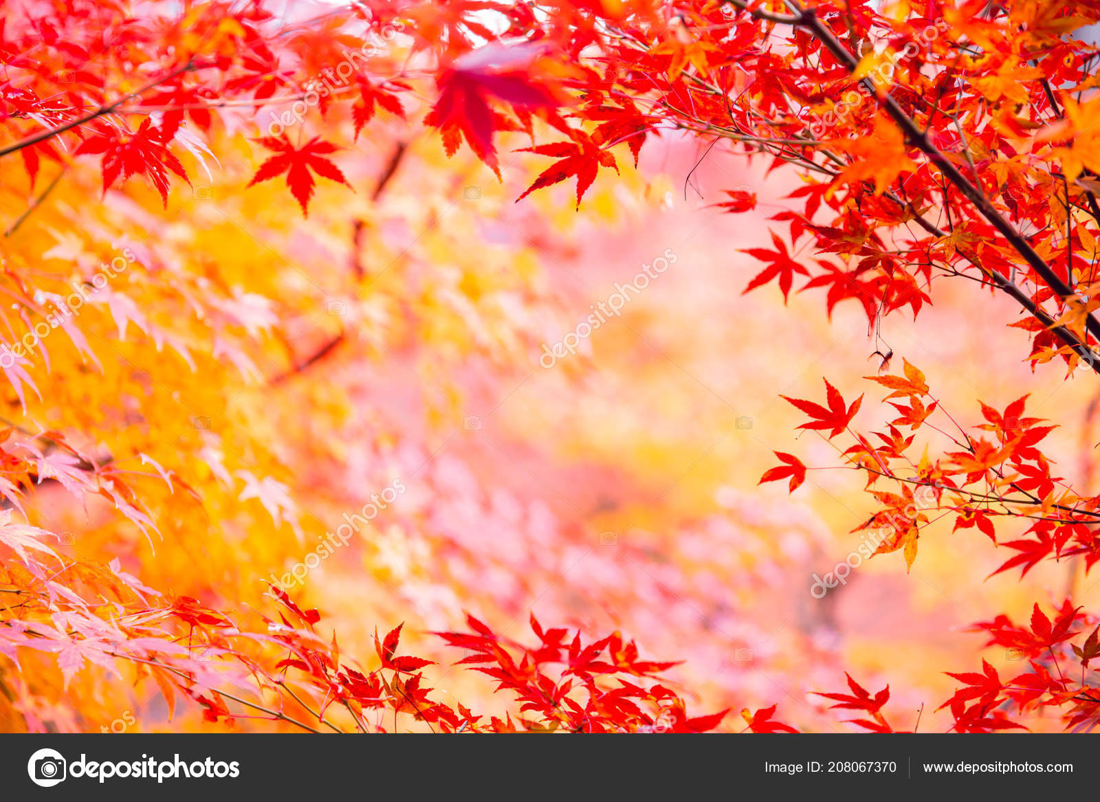 Japan Maple Leaf Autumn Season Nature Background — Stock Photo ...