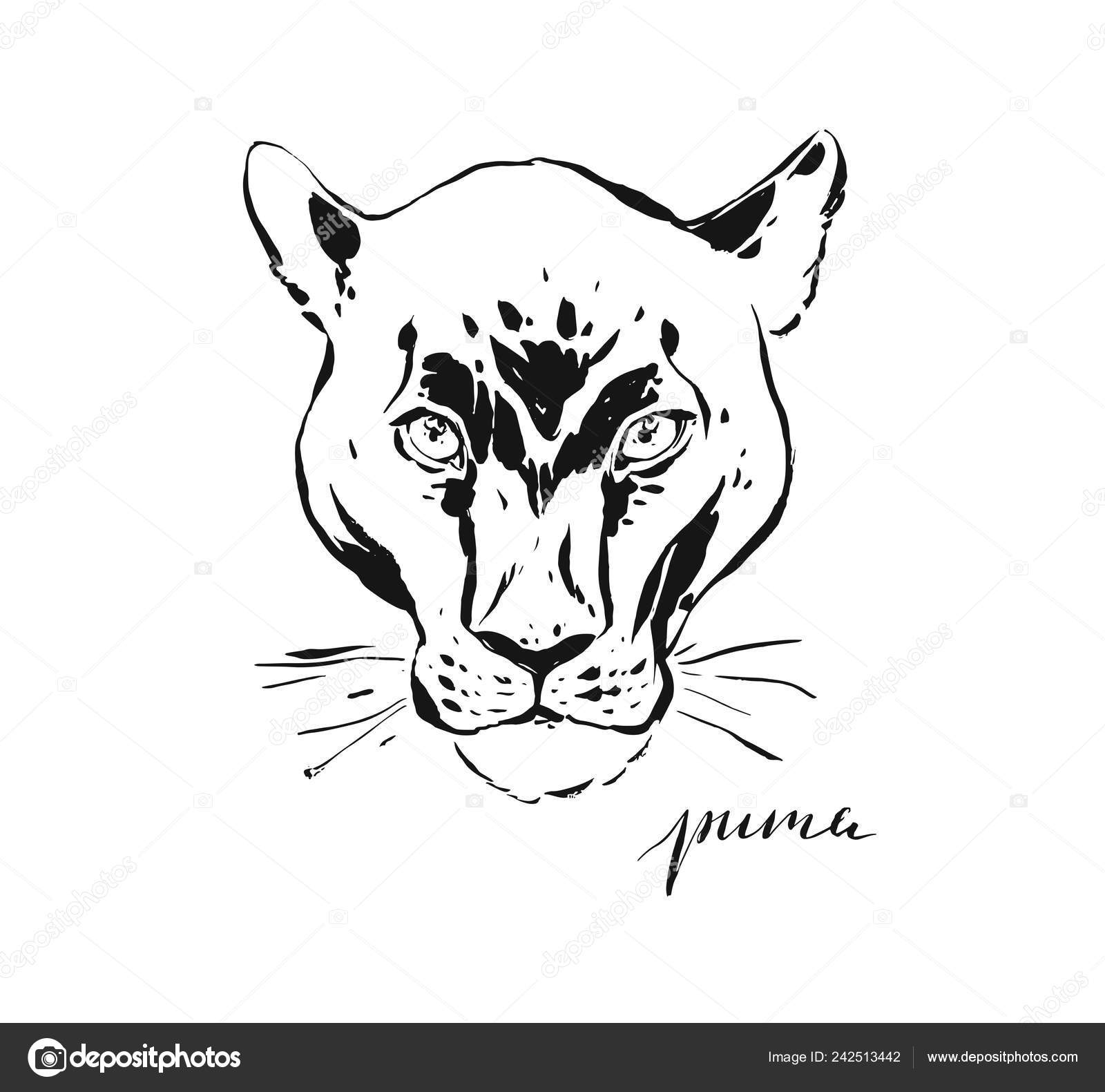 Puma Face Drawing