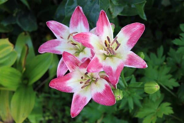 Pinkster lily Stock Photos, Royalty Free Pinkster lily Images ...