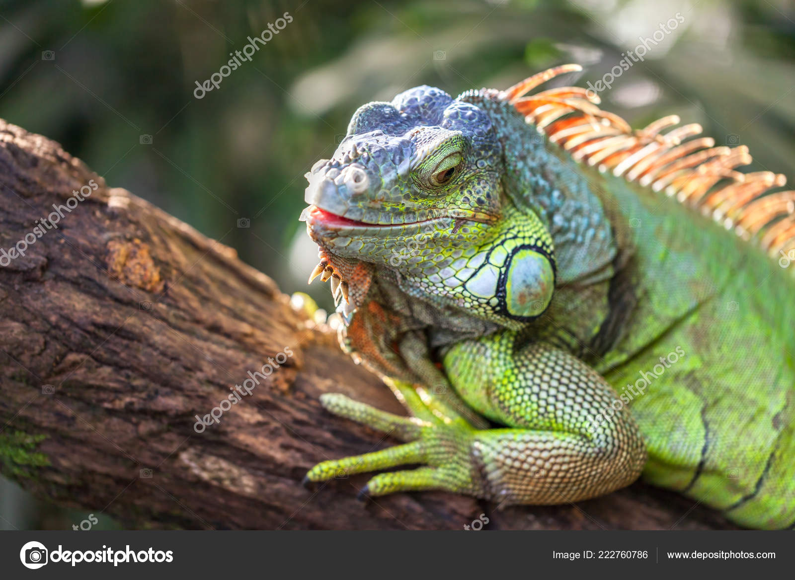 Green Smiling Big Iguana Lying Tree Branch Tropical Forest Basking ...