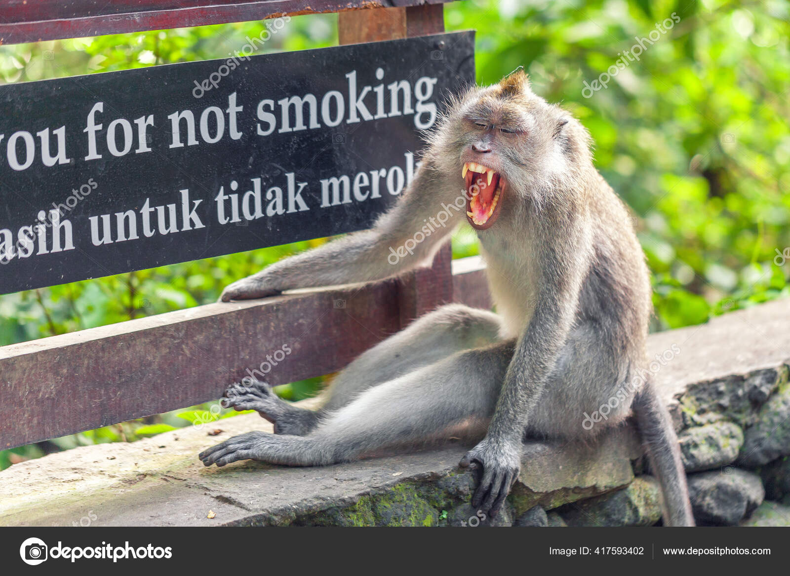 Funny Monkey Smoking
