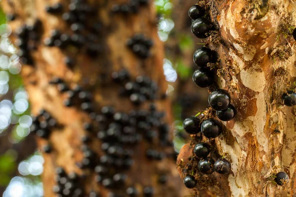 Jabuticaba images libres de droit, photos de Jabuticaba | Depositphotos
