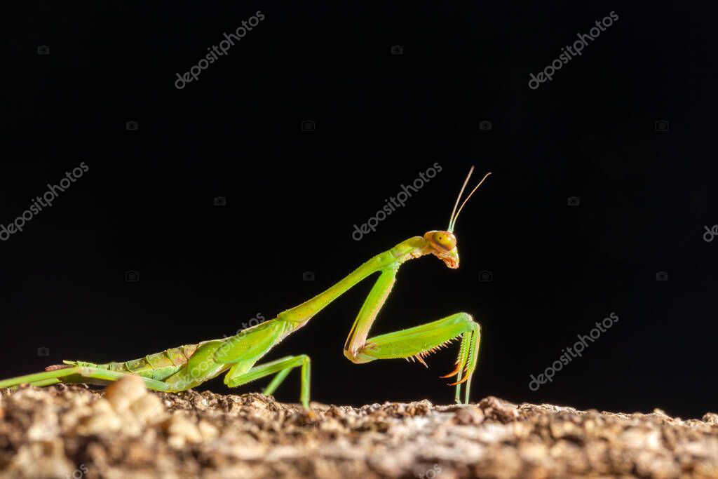 Insecto verde mantis religiosa 2024