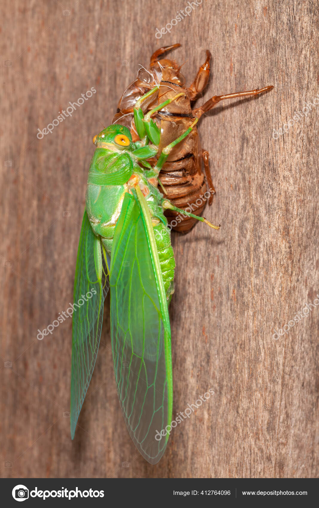 Cicada Emerging From Shell