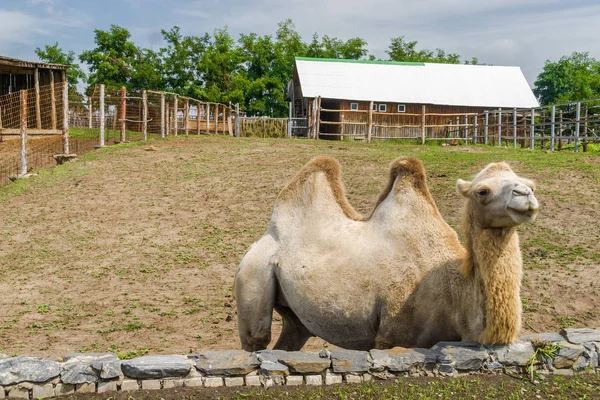 Camel house Stock Photos, Royalty Free Camel house Images | Depositphotos