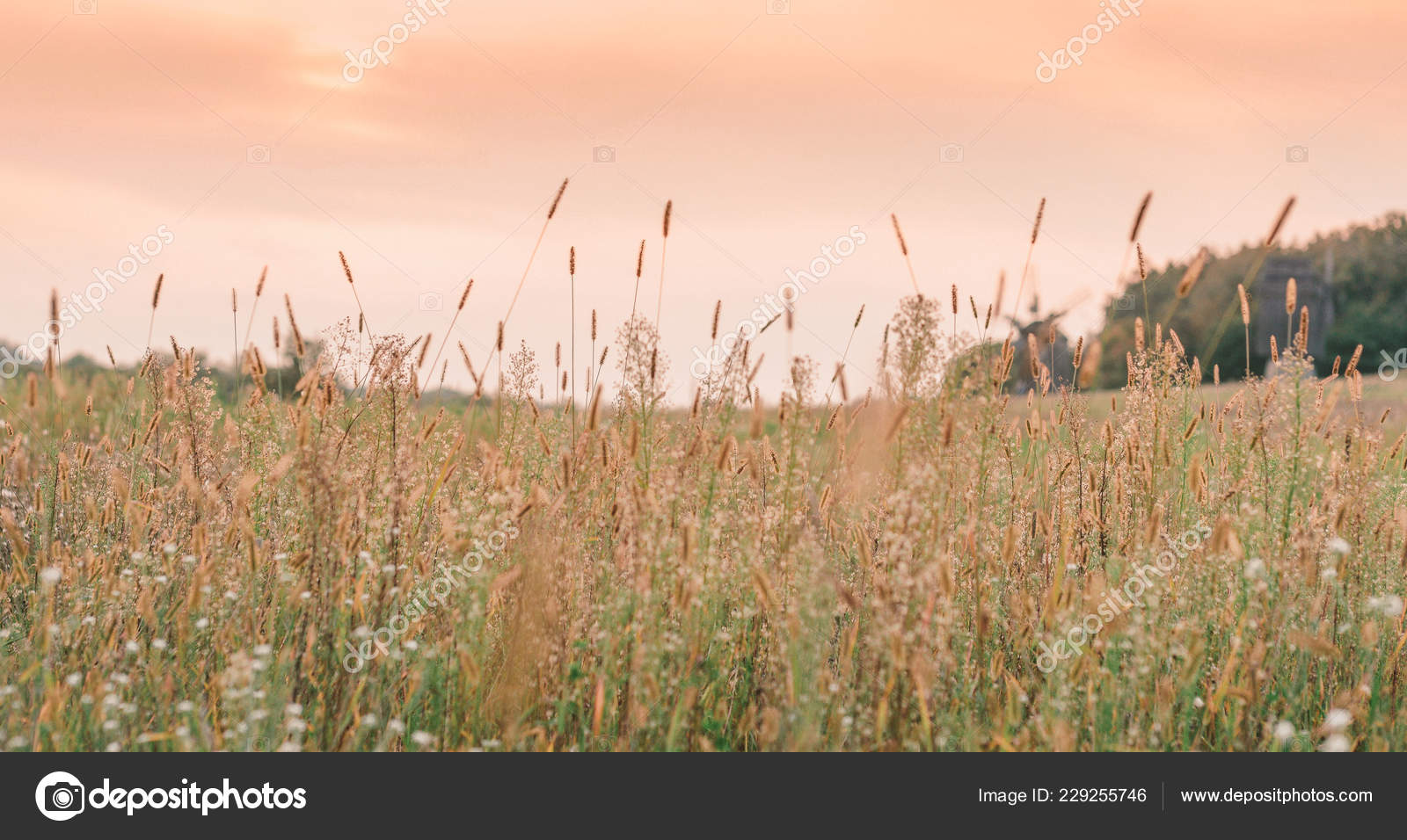 Summer Calm Nature Background Grass Field Sunset Stock Photo by ...