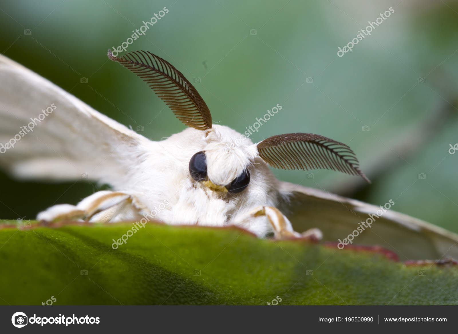 Silkworm Moth Leaf Stock Photo by ©manatus 196500990