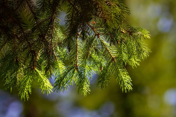 Real natural backround: Fir branches illuminated by sunlight - Stock ...