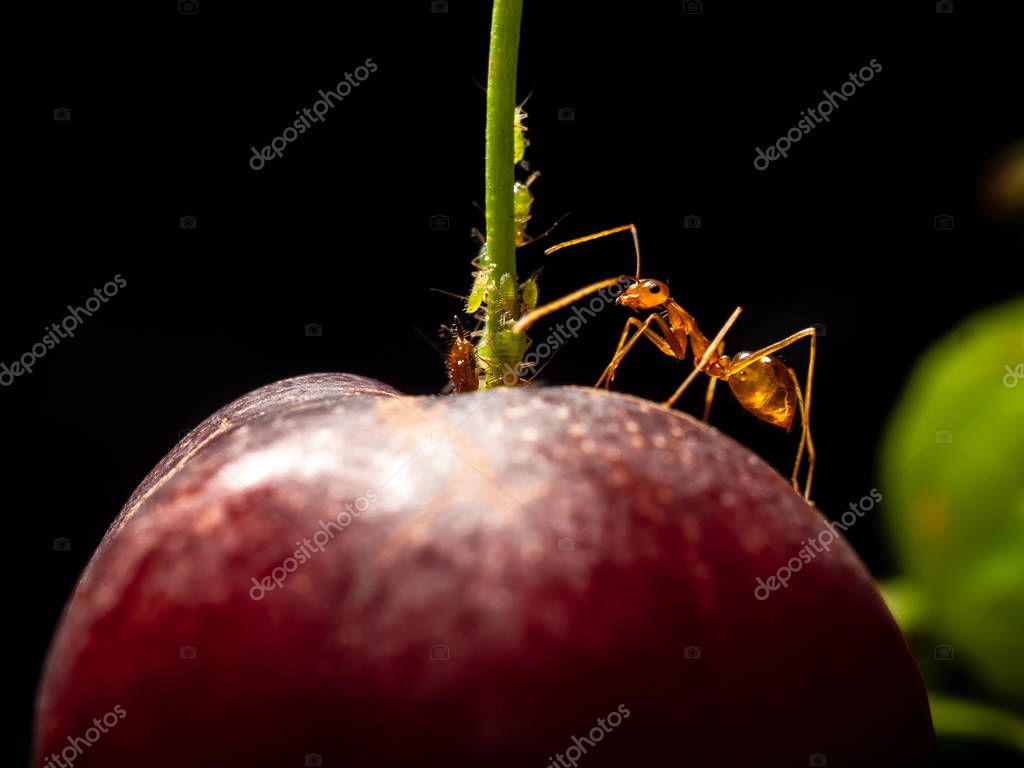 La hormiga loca amarilla trabajadora (Anoplolepis gracilipes) protege a ...