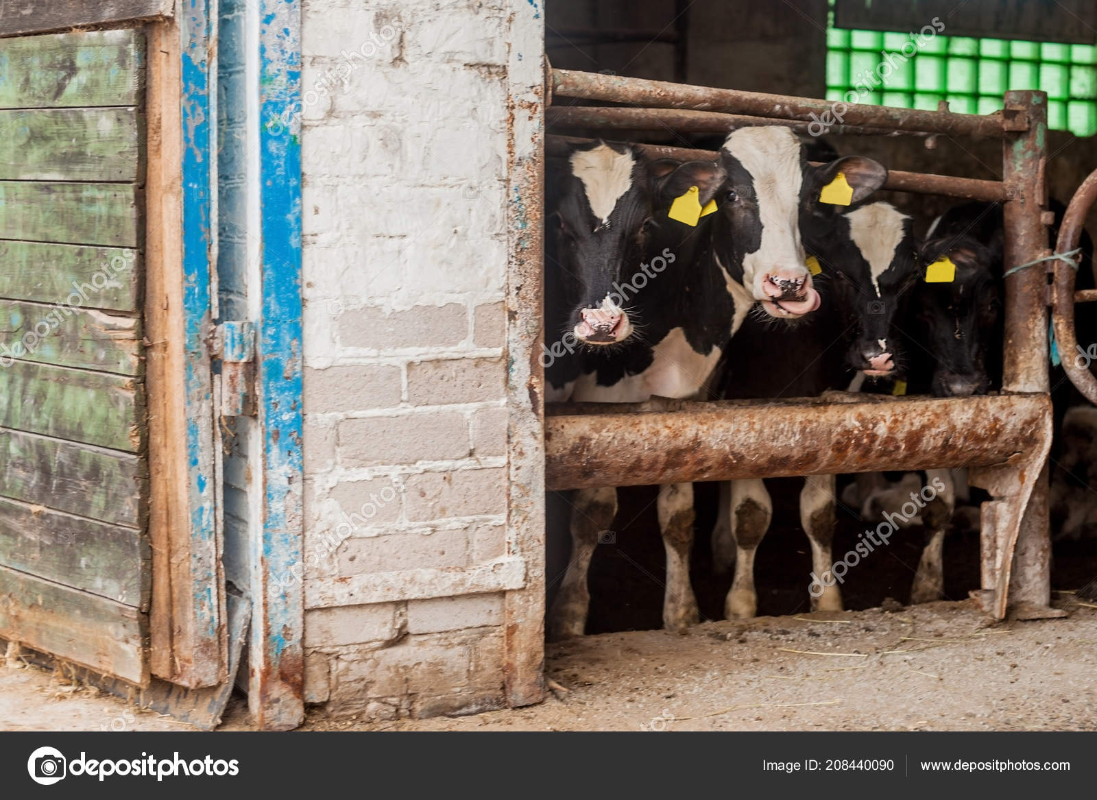 Farm for cattle breeding Stock Photo by ©ViShark 208440090