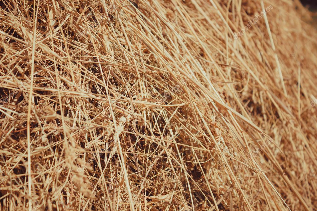 paja, fondo de textura de paja seca, estilo vintage para diseño. 2023