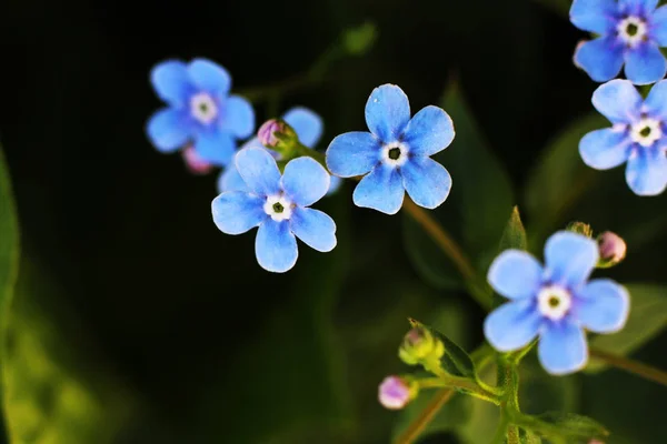Beautiful blue prairie flowers Stock Photos, Royalty Free Beautiful ...