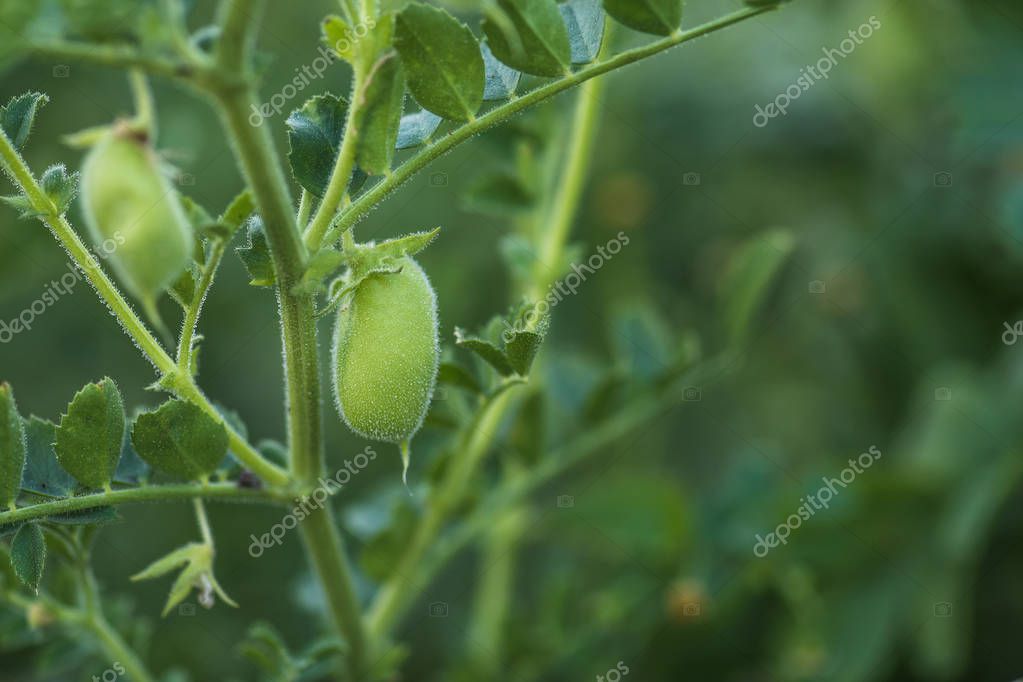 Garbanzo o garbanzo con planta. Cicer arietinum en la planta de la rama ...