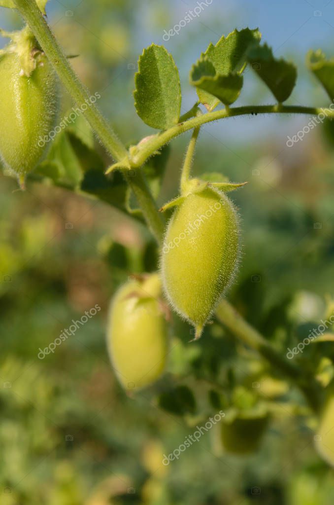 Garbanzo de vaina verde. Se acercan los garbanzos verdes en la vaina ...