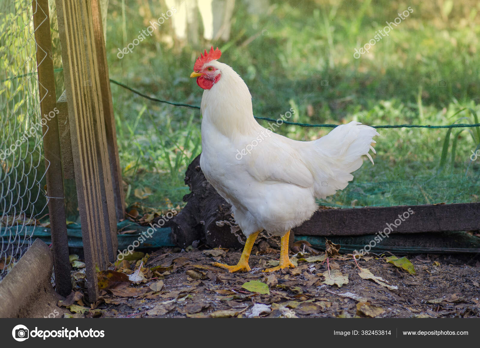 Farm Chicken Hen