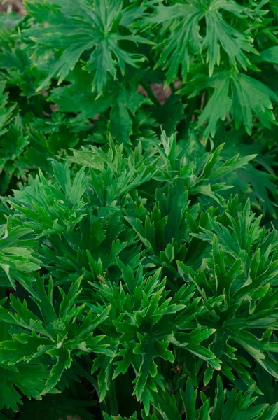 Planta de absinto verde Stock Photos, Royalty Free Planta de absinto ...