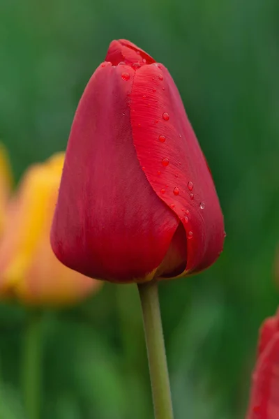 Lot of red tulip in field. Beautiful red tulip in field on tulip farm ...