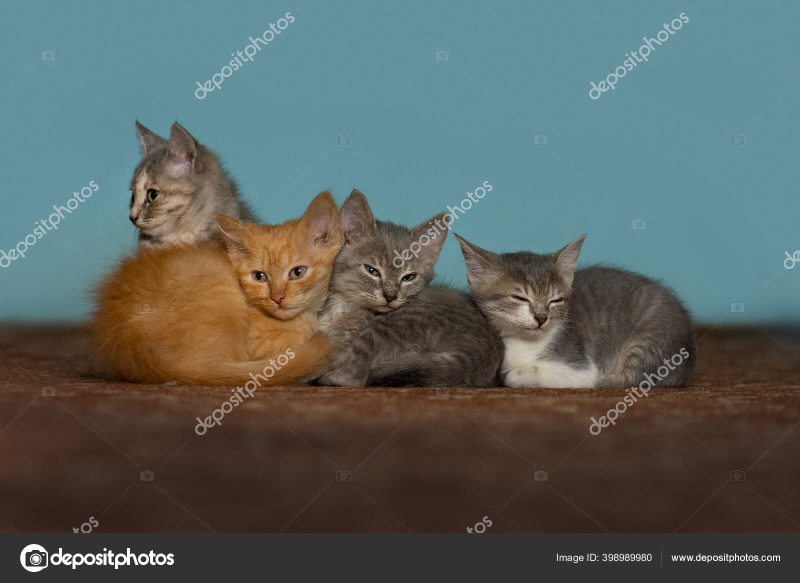 Four Little Kittens Group Kittens Portrait Group Different Four Kittens ...