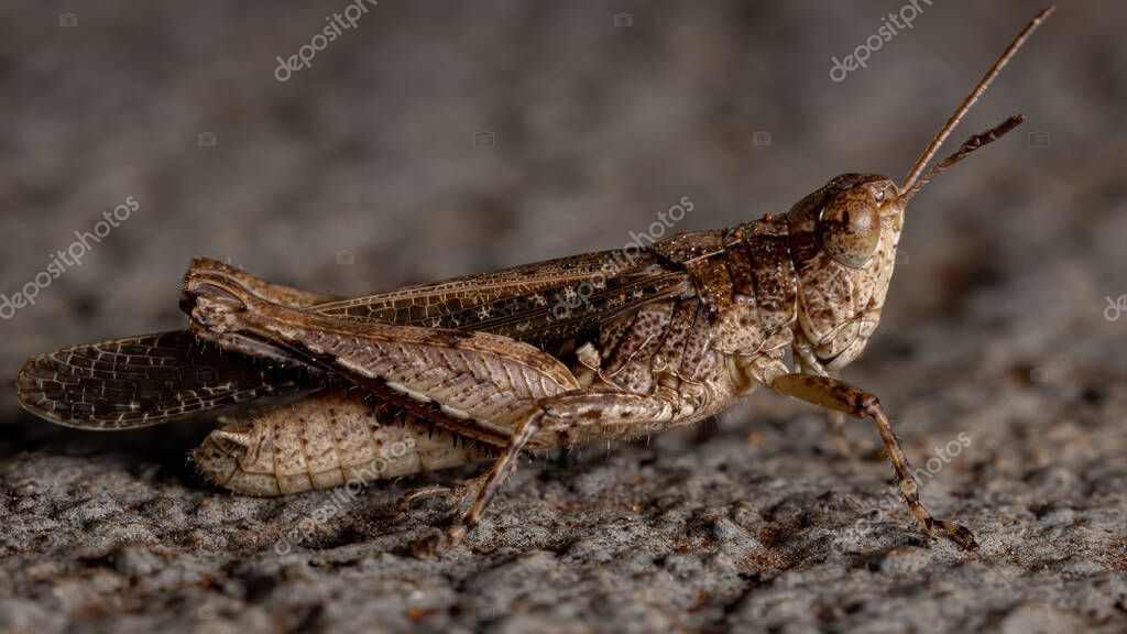 Estridulando saltamontes de cara inclinada del género Orphulella 2023