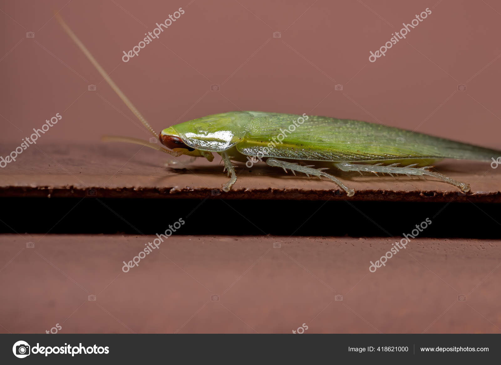 Green Giant Cockroach Genus Panchlora — Stock Photo © softkrafts.live ...