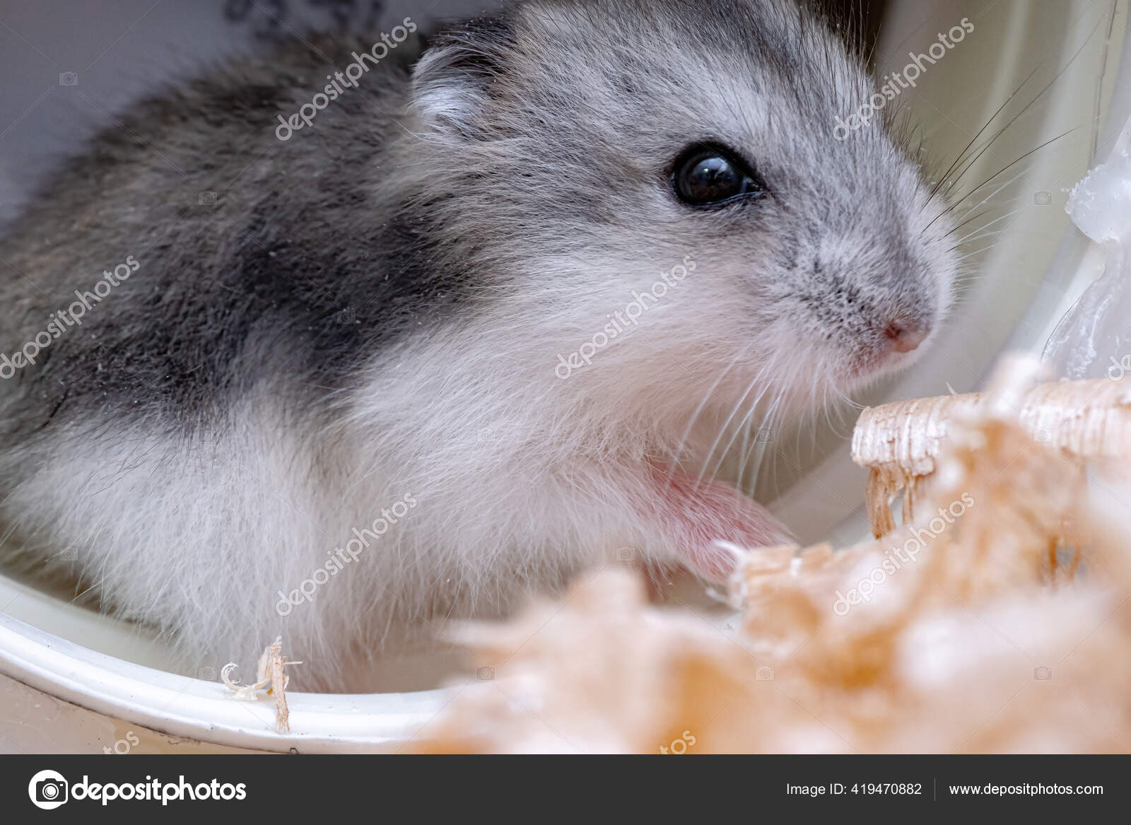 Campbells Dwarf Hamster