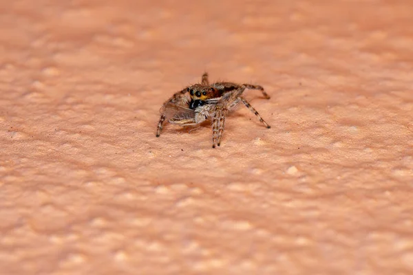 Spider in home Stock Photos, Royalty Free Spider in home Images ...