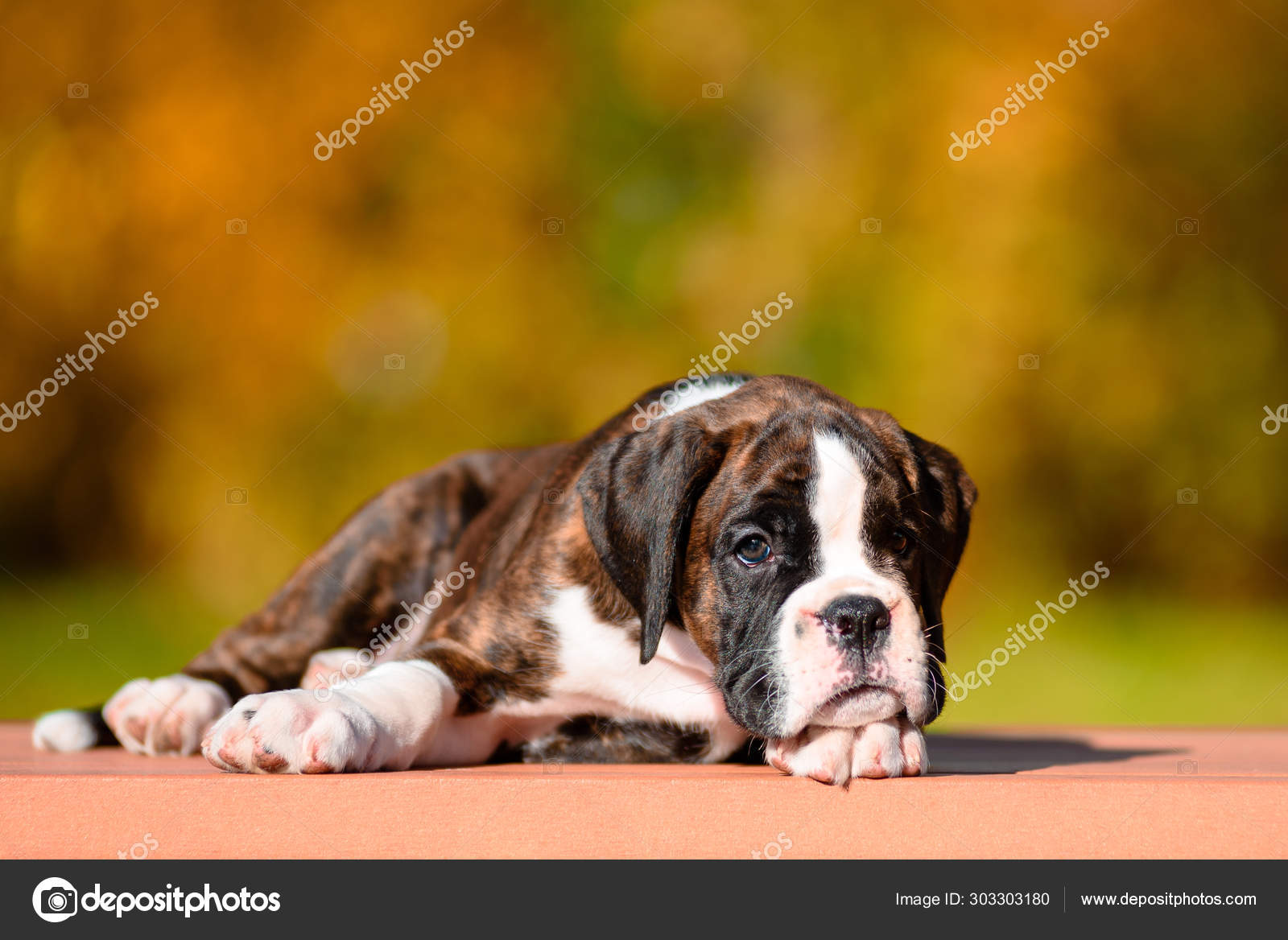 Cute tiger puppy breed boxer in autumn Park. Stock Photo by ©Sabo4ka ...