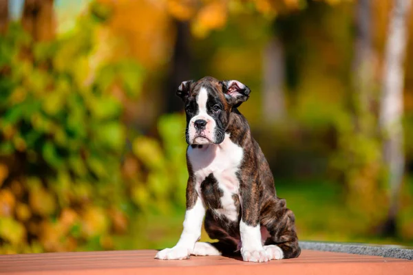 Cute tiger puppy breed boxer in autumn Park. Stock Photo by ©Sabo4ka ...