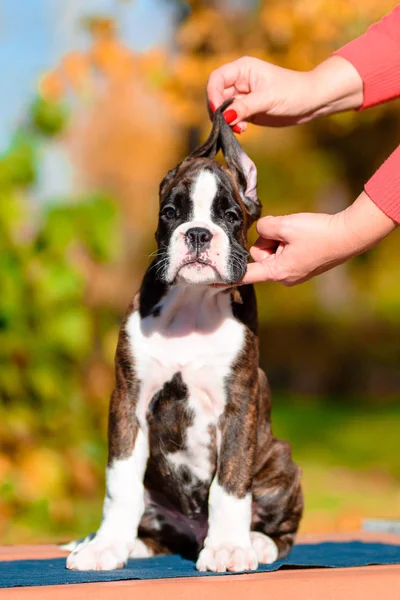 Cute tiger puppy breed boxer in autumn Park. Stock Photo by ©Sabo4ka ...