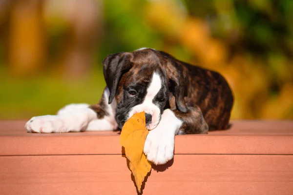 Cute tiger puppy breed boxer in autumn Park. Stock Photo by ©Sabo4ka ...