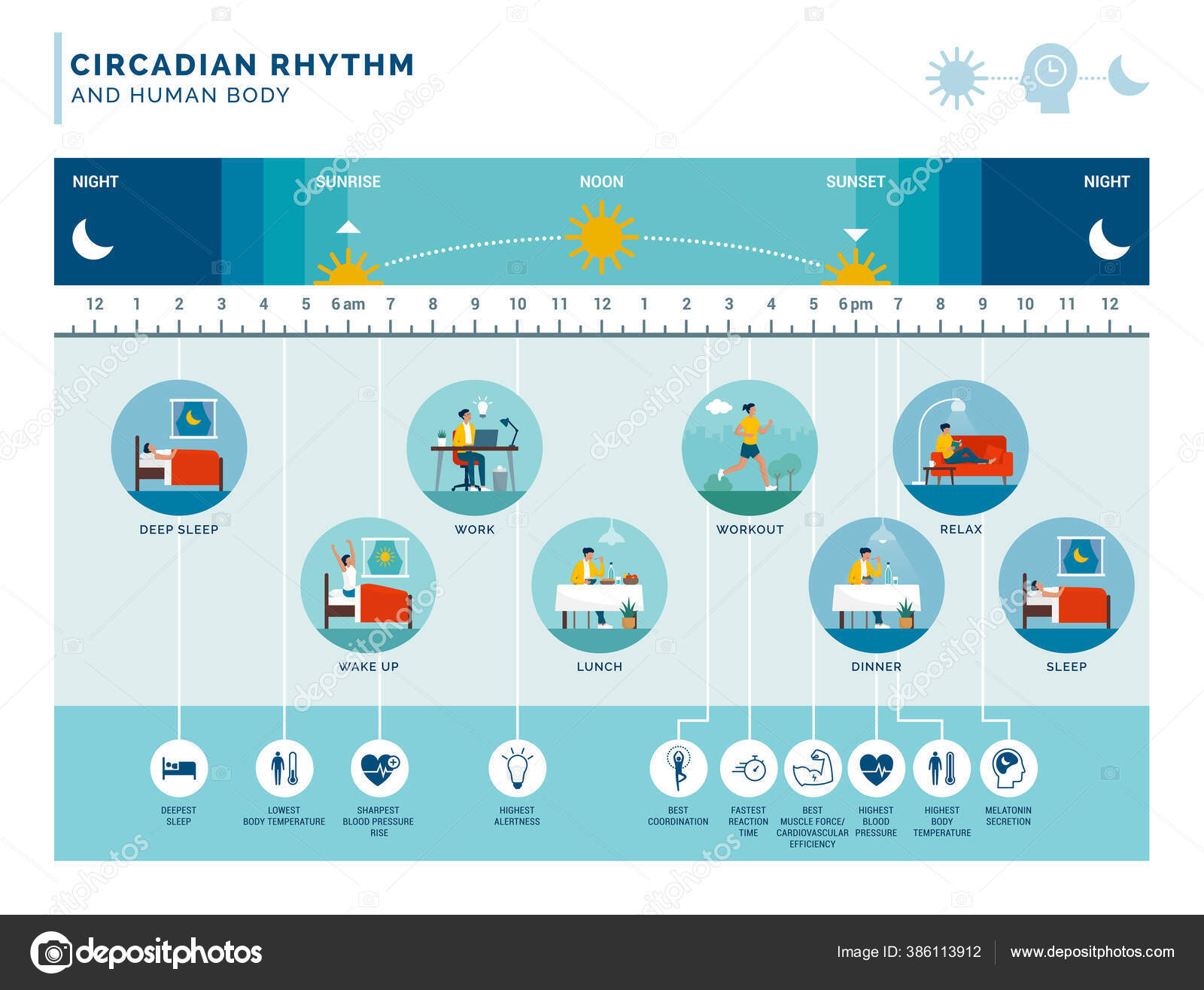 Circadian Rhythm Daily Activities How Exposure Sunlight Regulates Body ...