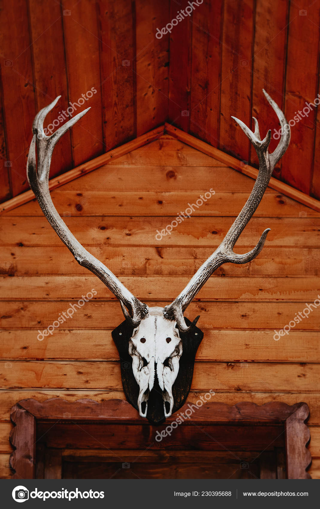 Elk Skull With Antlers
