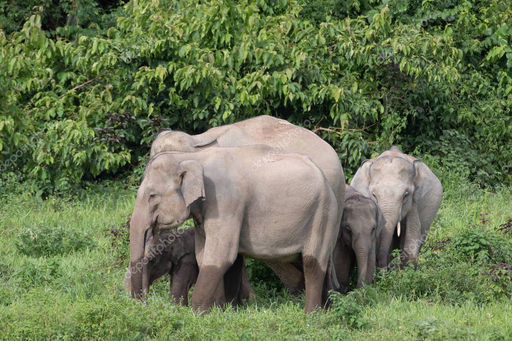 Los elefantes asiáticos son los animales terrestres vivos más grandes ...