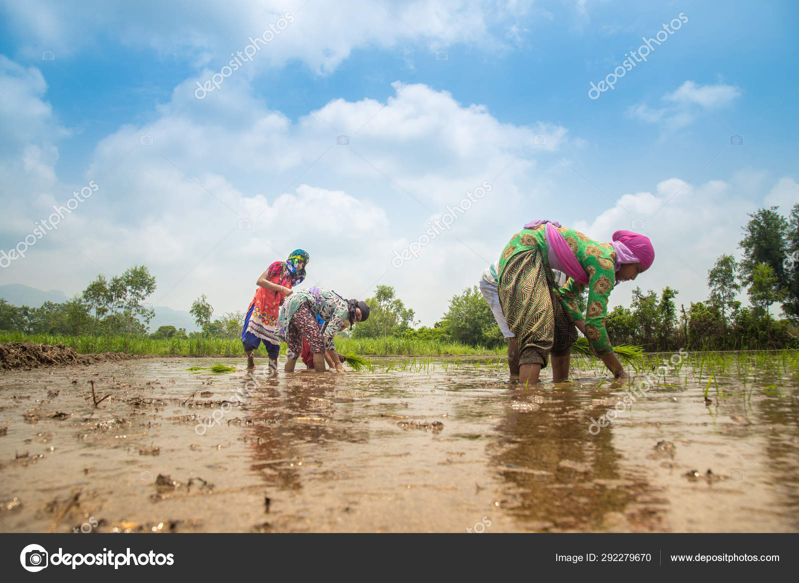 Indian farmer planting rice seedlings in the rice paddy field. Stock ...