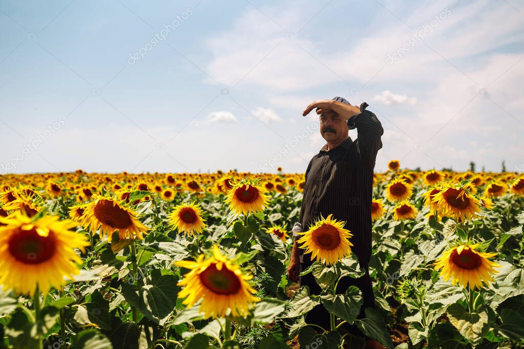 Agricultor en el campo de girasol. Cosecha, concepto de agricultura ...