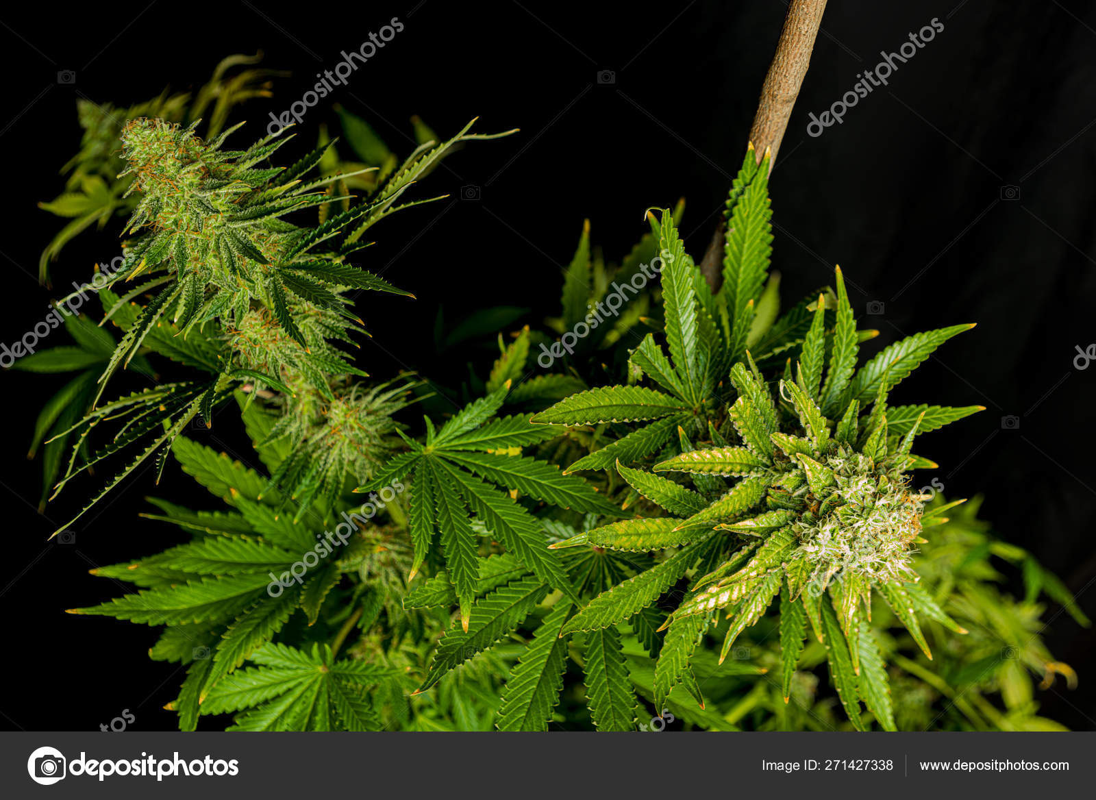 Color nice Afghan kush special variety of marijuana flower with aged ...
