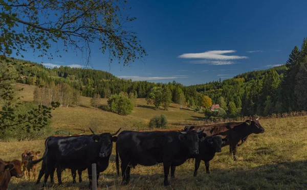 Paisaje con vacas fotos de stock, imágenes de Paisaje con vacas sin ...