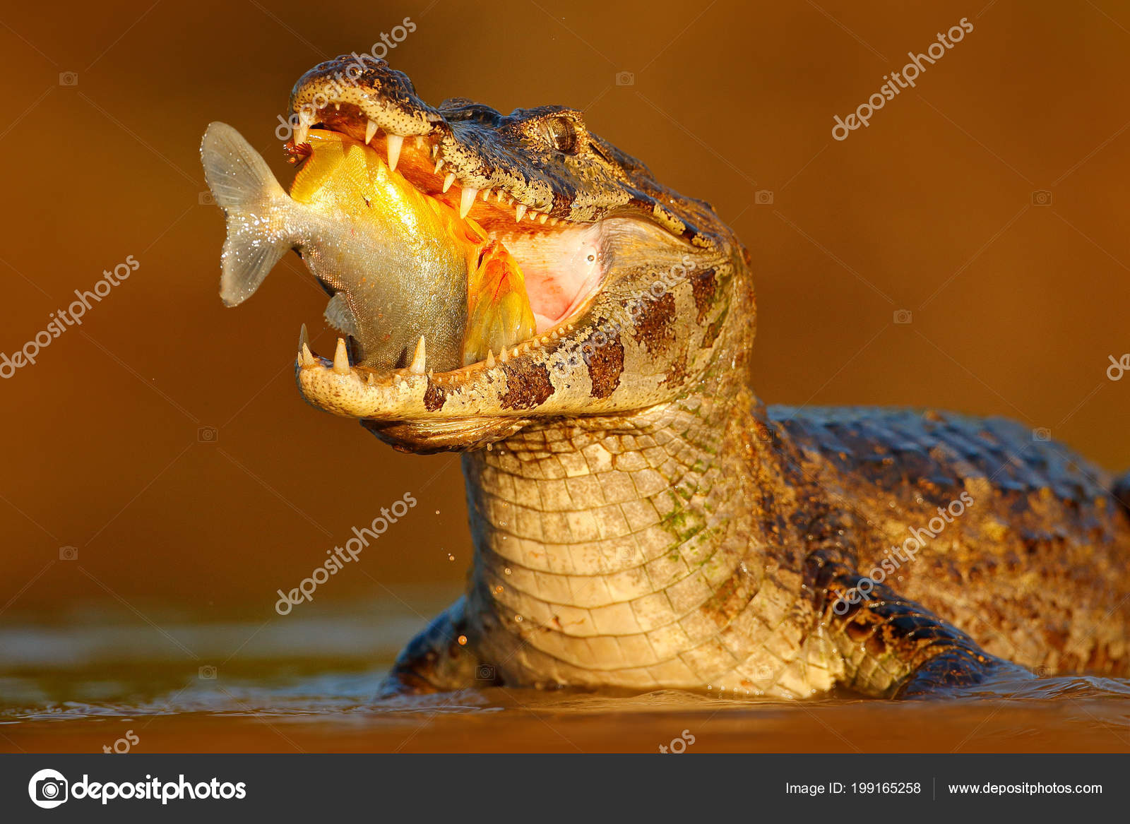Yacare Caiman Fish Open Muzzle Big Teeth Pantanal Brazil — Stock Photo ...