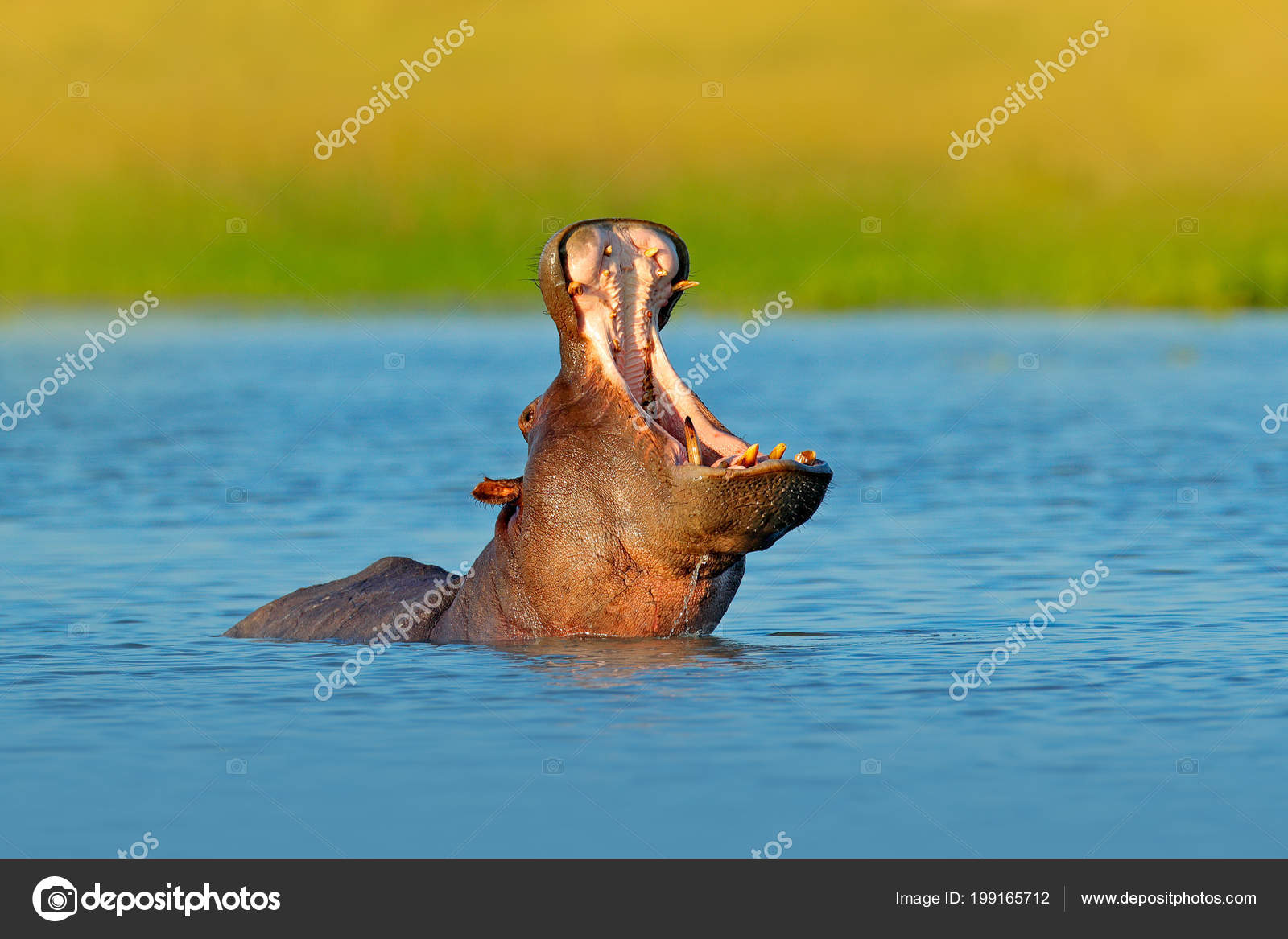 Hippo Opening Muzzle River Water Africa — Stock Photo © OndrejProsicky ...
