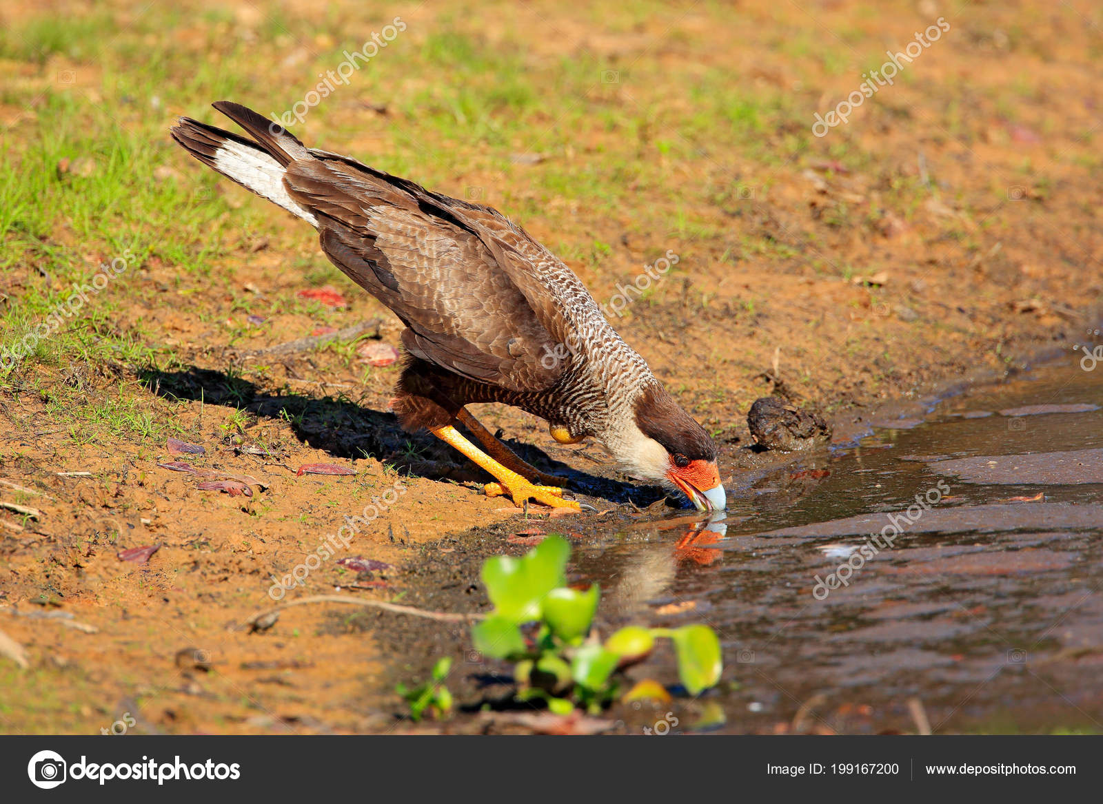 Bird Prey Drinking Water Southern Caracara Pantanal Brazil Stock Photo ...