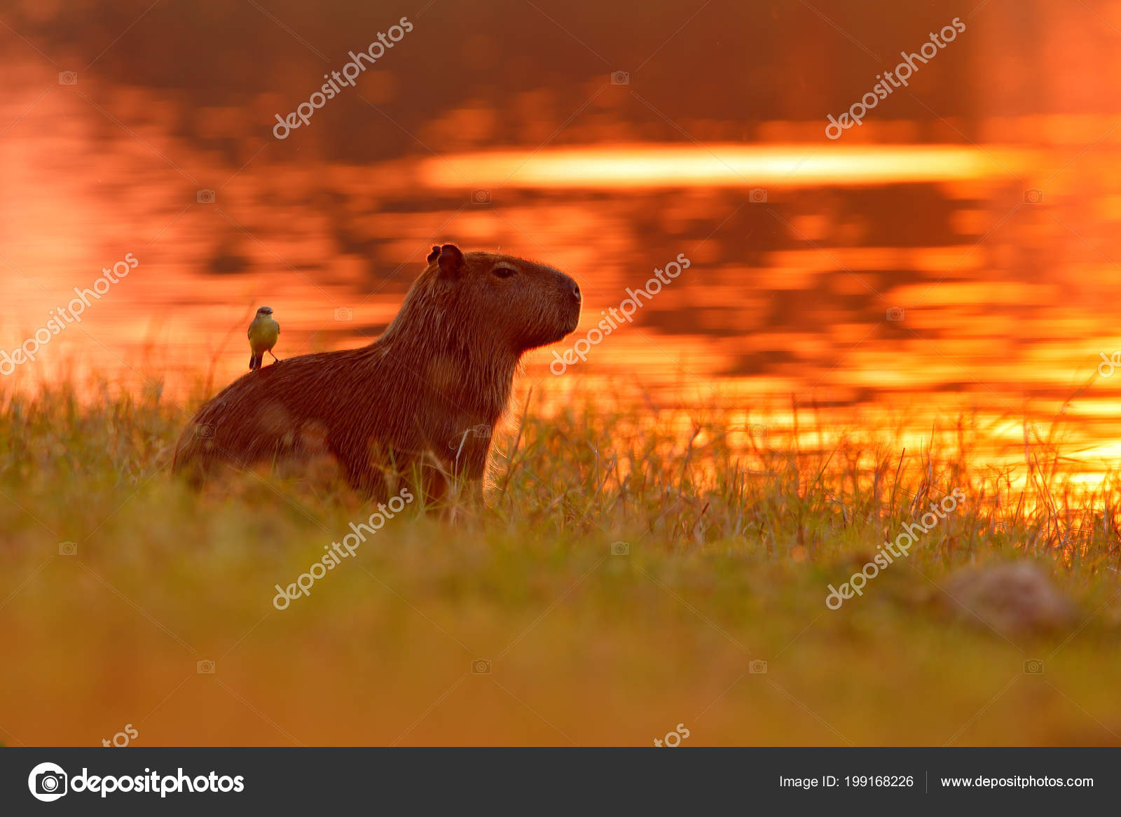 The Largest Mouse In The World